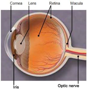 Macular Pucker - Macula Retina Vitreous Center